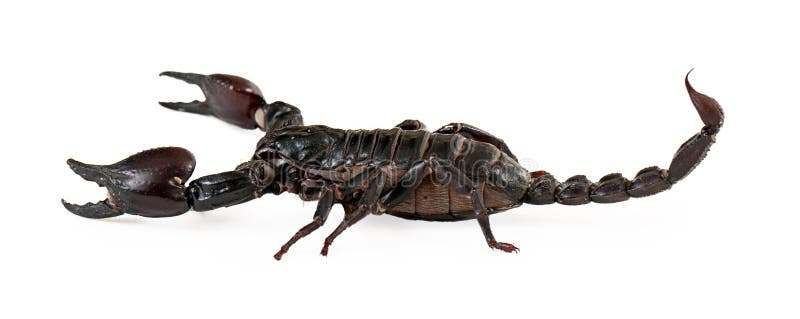 197 Scorpion Side View Stock Photos - Free & Royalty-Free Stock Photos ...