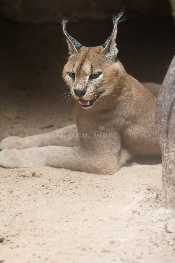 Very angry fossa, kirindy stock image. Image of wilderness - 26827035