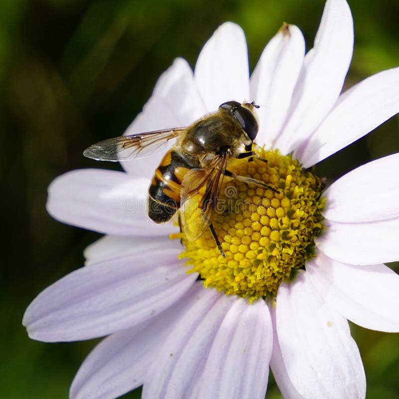Asiatic Honey Bee on White Flower Stock Image - Image of korea, honey ...