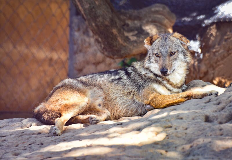 Asiatic jackal stock image. Image of animals, horizontal - 112076121