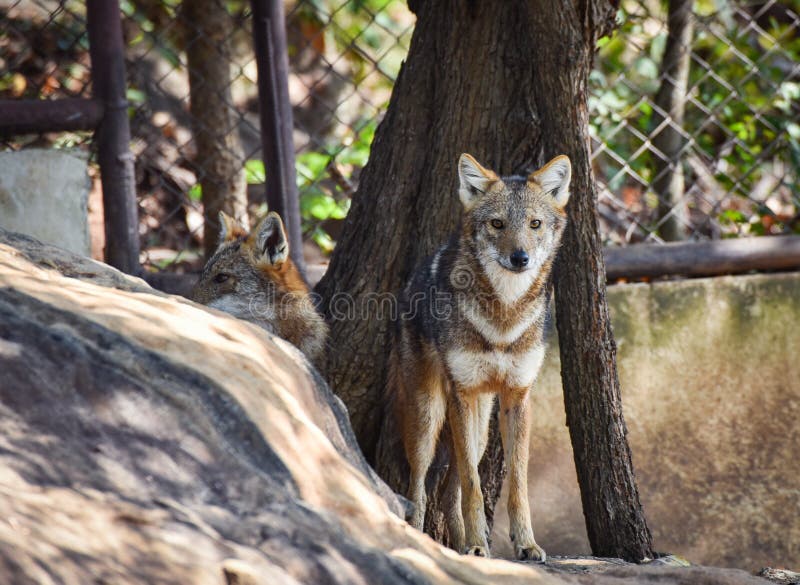 Asiatic jackal stock photo. Image of animal, lawn, meadow - 112076154