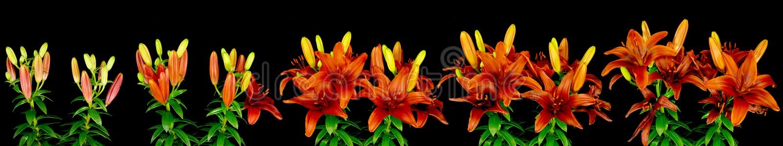 Lilies Growth Stages Stock Photos - Free & Royalty-Free Stock Photos ...