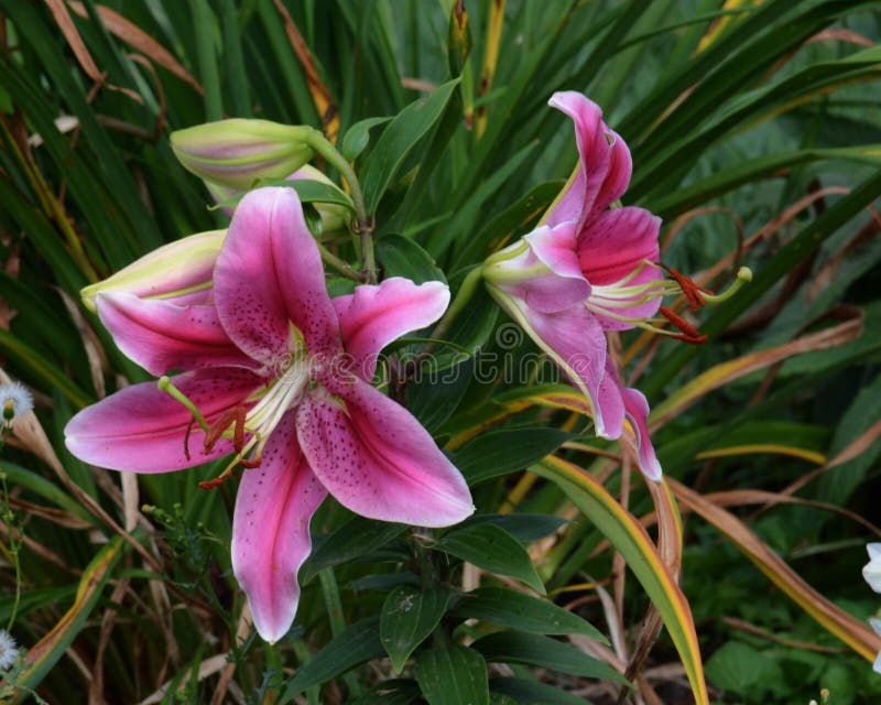 Pink lilly buds stock image. Image of robbies, lilium - 122846363