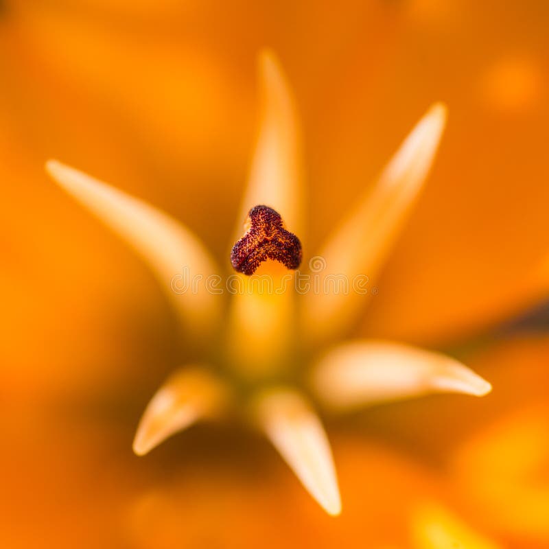 Asiatic Lily stock photo. Image of flora, lilium, pollen - 38557324