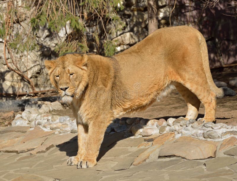 Asiatic Lion Panthera Leo Persica Stock Image - Image of wild ...