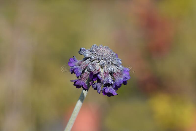 Asiatic Primrose Noverna Deep Blue Stock Image - Image of flower ...