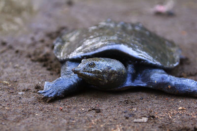 The Asiatic Softshell Turtle or Black-rayed Softshell Turtle (Amyda ...