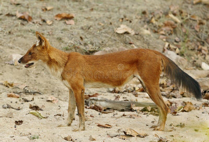 Asiatic wild dog stock photo. Image of cubs, asiatic - 87988624
