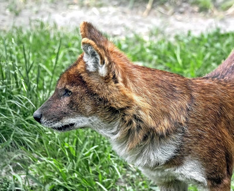 Asiatic wild dog 4 stock photo. Image of fauna, asiatic - 51718626