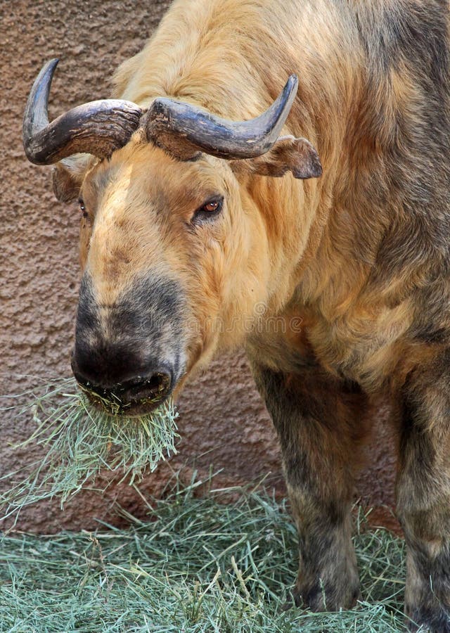 Chinesische Takin Oder Gold Bewohnen Die Bergregionen Der Himalayas ...