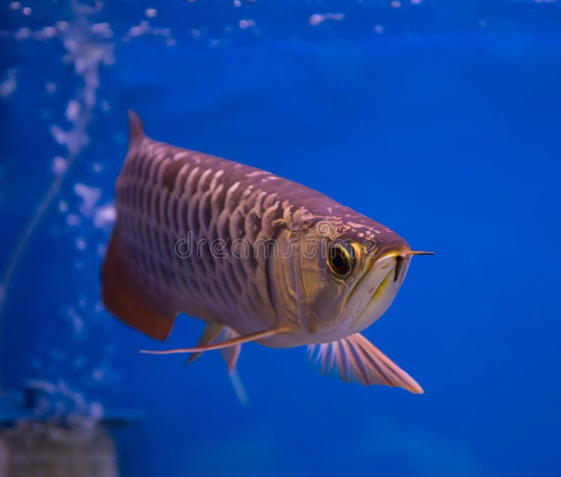 Asiatiska Arowana, Asiatiska Bonytungan, Golden Arowana, Golden Dragon ...