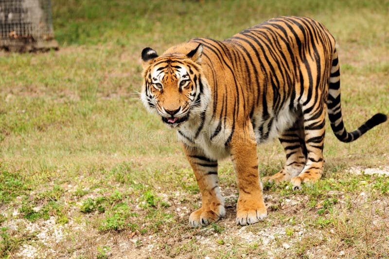 Stor Asiatisk Tiger fotografering för bildbyråer. Bild av vild - 21208145