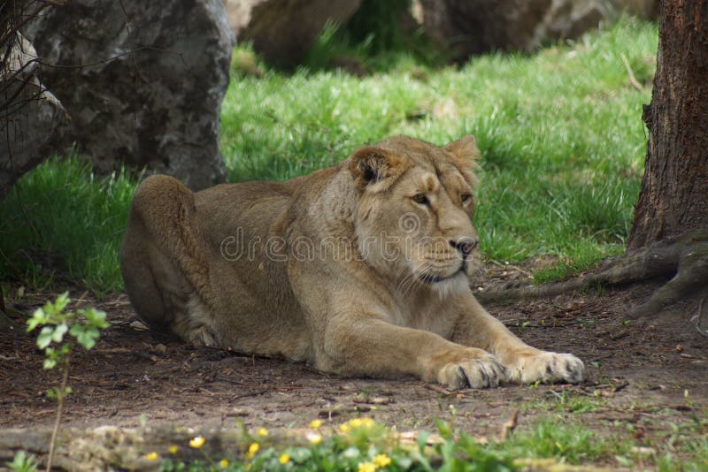 Asiatiskt Lejon - Pantheraleo Persica Arkivfoto - Bild av grupp, katt ...