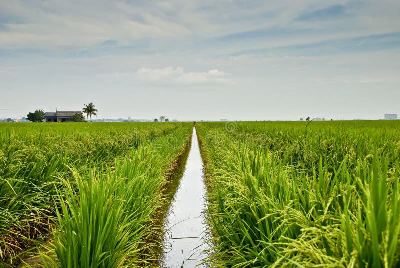 Asien-Paddy-Feld-Serie 4 stockfoto. Bild von hand, grün - 9330392