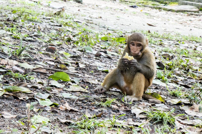 Asientos De Monos En El Suelo Buscando Comida Imagen de archivo ...
