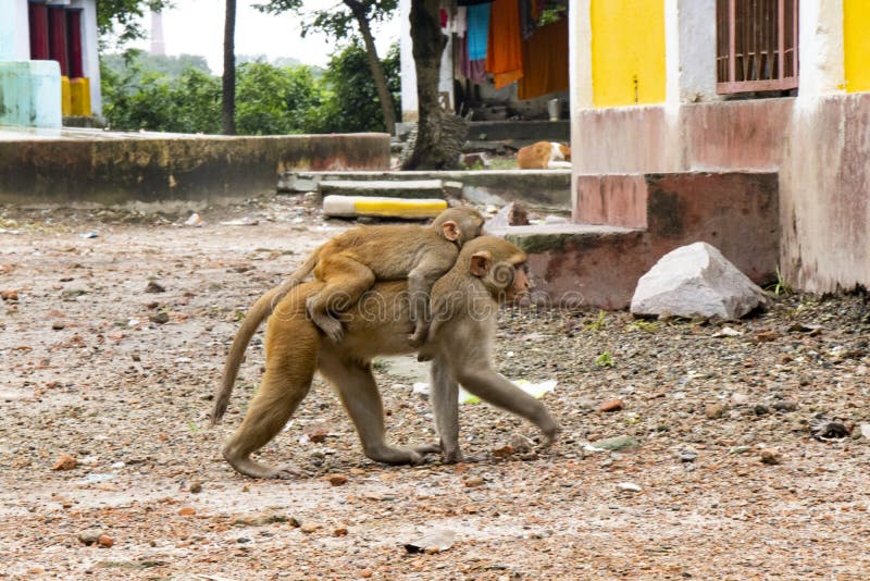 Asientos De Monos En El Suelo Buscando Comida Imagen de archivo ...