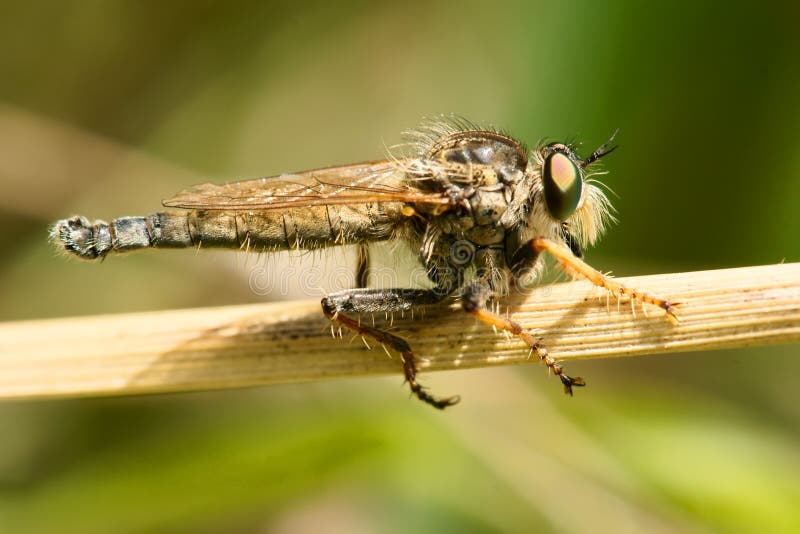 Asilidae stock photo. Image of winged, hunter, wild, asilidae - 12848980