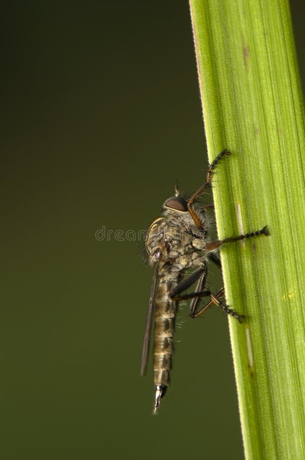 Asilidae stock image. Image of creature, arthropoda, background - 20809973
