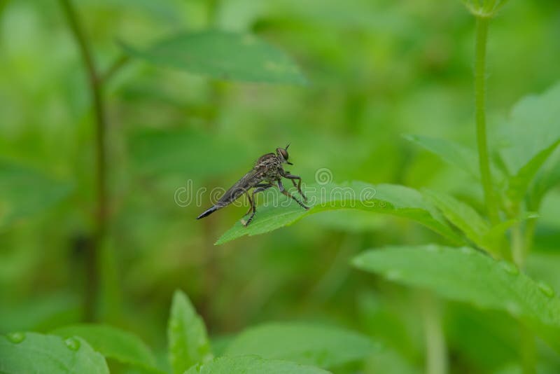 Robber fly stock image. Image of green, diptera, colour - 251744571