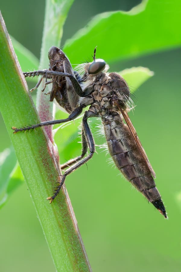 Asilidae stock photo. Image of raptor, macro, prey, insect - 55697676