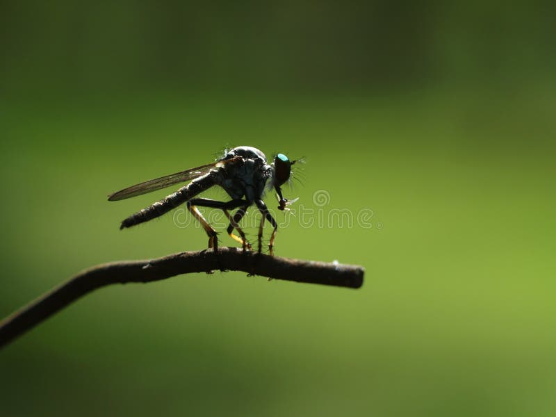 Asilidae, robber fly stock image. Image of wing, robberfly - 29503123