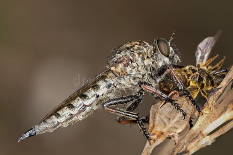 Asilidae - Robber fly stock photo. Image of animal, predator - 92608182