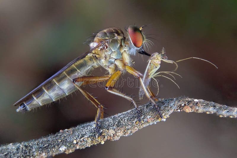 Asilidae - the Robber fly stock photo. Image of closeup - 132634780