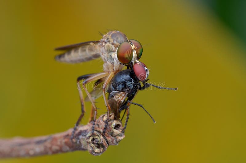 Asilidae - the Robber fly stock image. Image of insects - 53463901