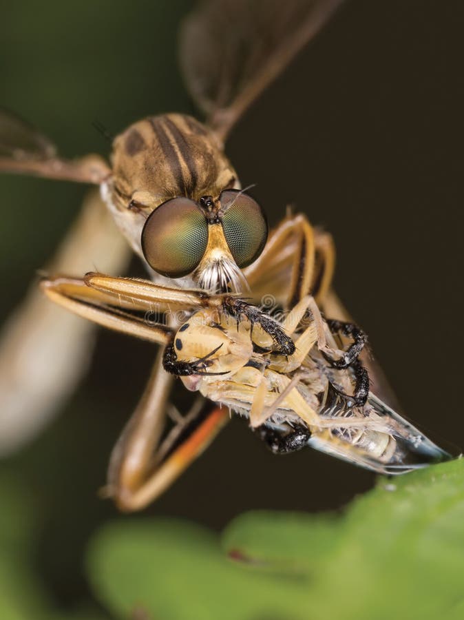 Asilidae - Robber fly stock image. Image of science, insect - 92608199
