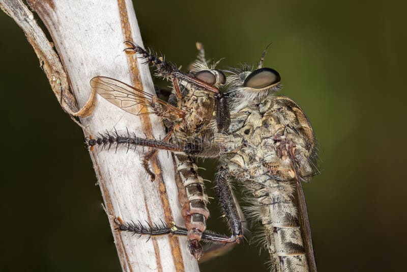 Asilidae - Robber fly stock image. Image of predator - 92608249