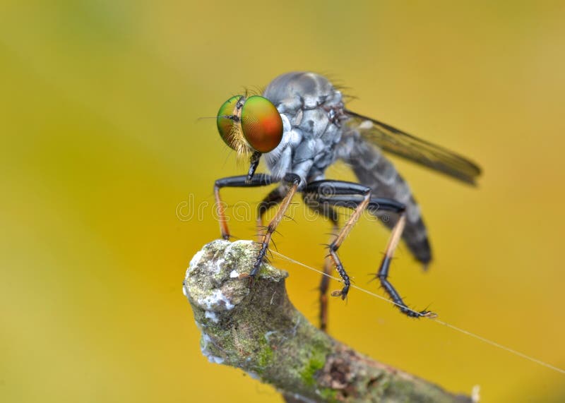 Asilidae - the Robber fly stock photo. Image of macro - 53462178