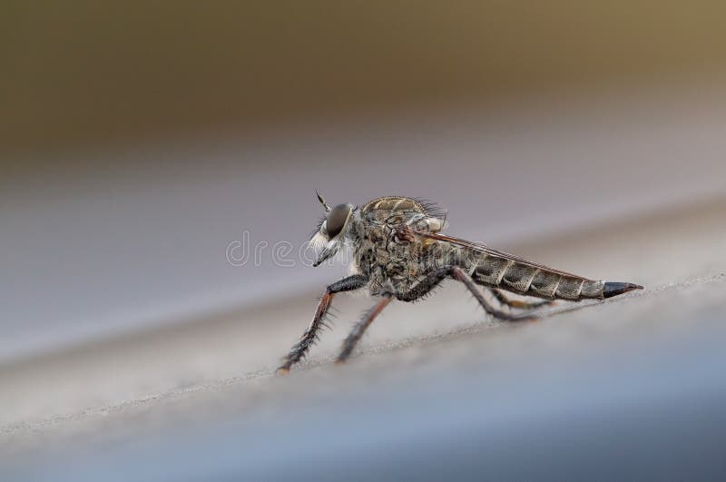 Asilidae - Robber fly stock image. Image of science, wildlife - 90864583