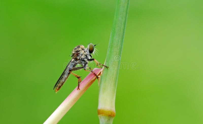 Asilidae,robberfly,assassin Flies Stock Photo - Image of natural, leaf ...
