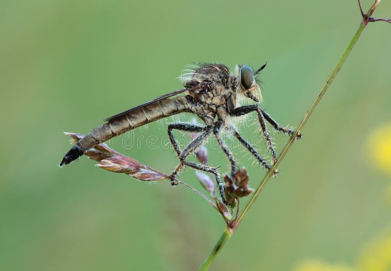Asilidae. stock image. Image of wing, asilidae, grass - 35451779