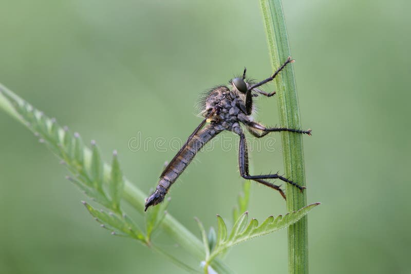 Asilidae stock image. Image of asilidae, nature, predator - 55571449