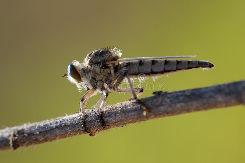 Asilidae on the twig stock image. Image of furry, predatory - 84021025