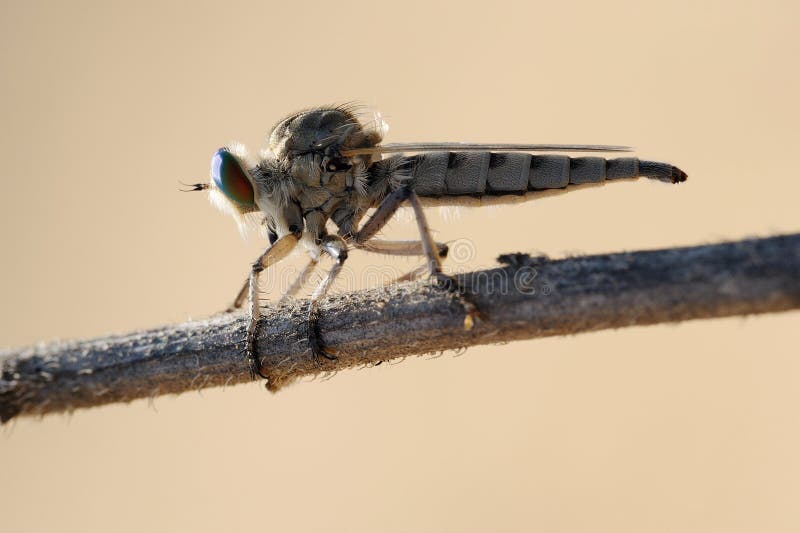 Asilidae on the twig stock photo. Image of middle, diptera - 90480572