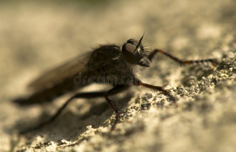 Asilus stock photo. Image of wildlife, summer, close - 21165046