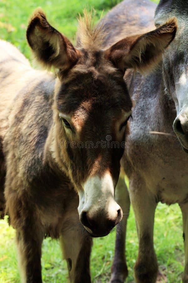 Asini fotografia stock. Immagine di faccia, cavallo - 110532952