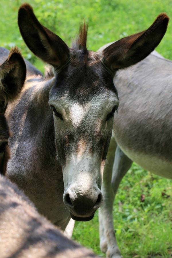 Asini fotografia stock. Immagine di pascolo, alimentazione - 110467114