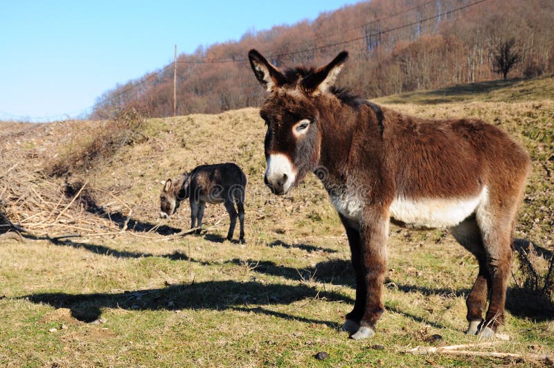 Asini fotografia stock. Immagine di animale, curiosità - 17399758
