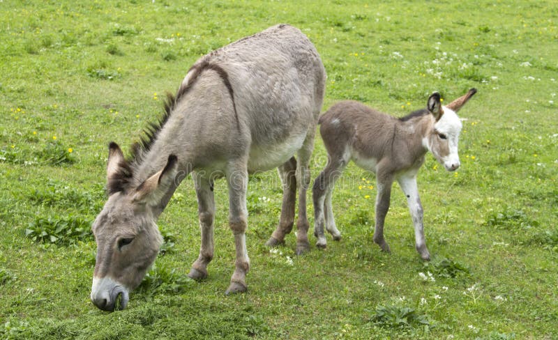 Asini immagine stock. Immagine di esterno, nave, equitazione - 25243495