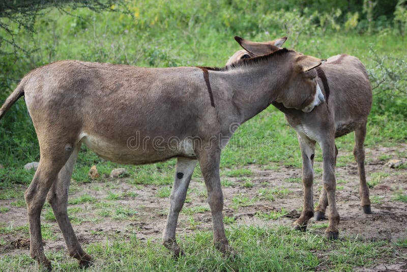 Asini immagine stock. Immagine di natura, foresta, alberi - 94023053