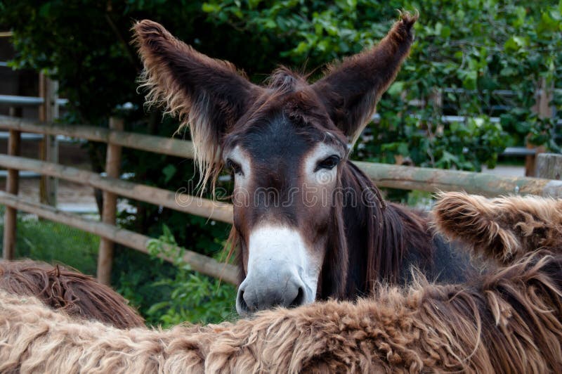 Asini rari di Poitou fotografia stock. Immagine di bestia - 20271584