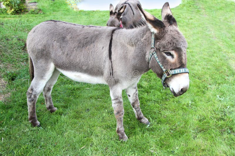 Asino fotografia stock. Immagine di paese, puledro, bello - 104711372