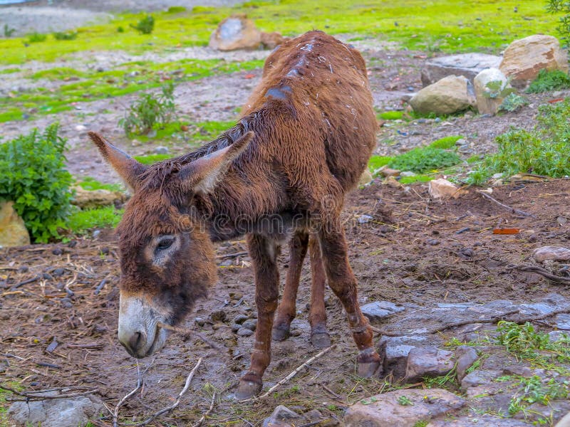 Asino immagine stock. Immagine di campagna, copacabana - 126951325