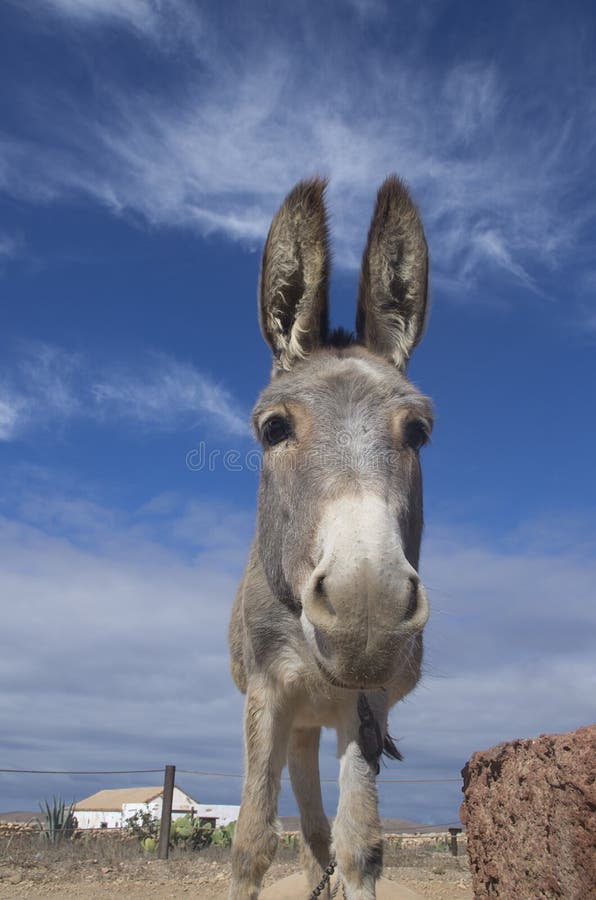 Asino fotografia stock. Immagine di animale, vertebrato - 22331332