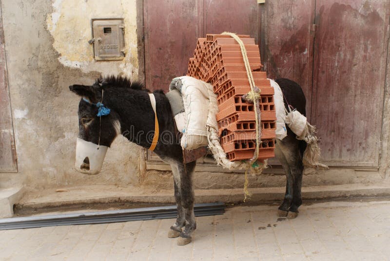 Uomo Con Il Costume Rivoluzionario Messicano E L'asino Fotografia Stock ...
