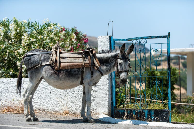 Asino messicano immagine stock. Immagine di cappello, messico - 596789
