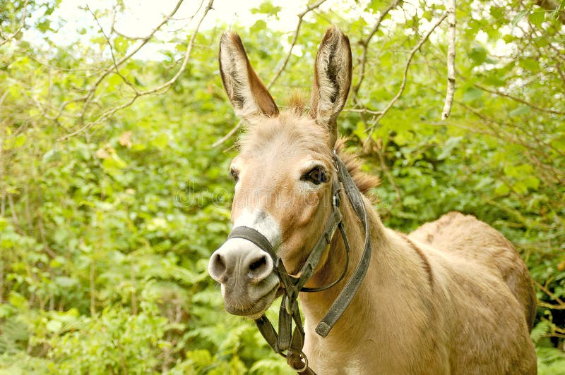 Asino fotografia stock. Immagine di testardo, vernice - 49132836